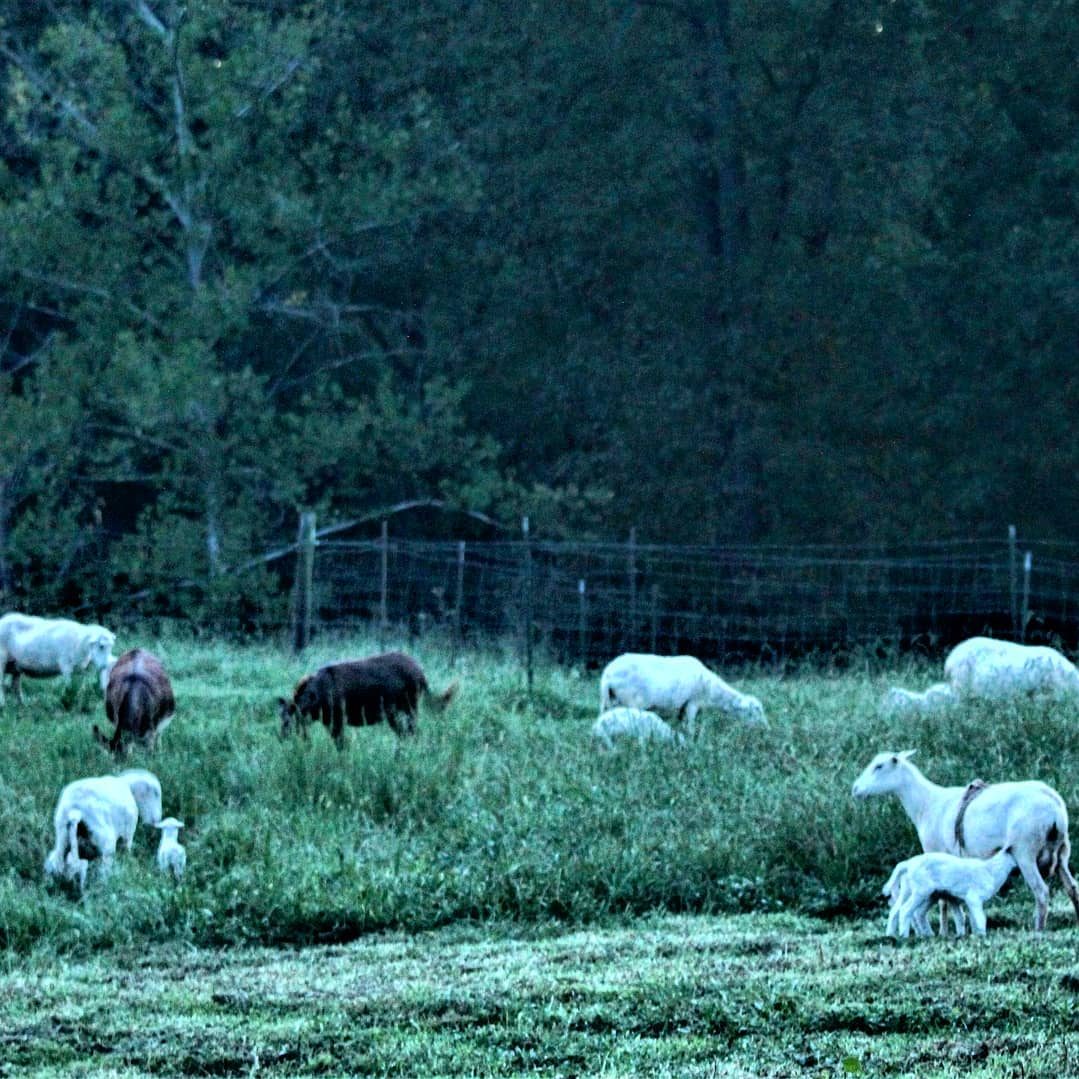 About – St. Croix Sheep at Allgood Farm